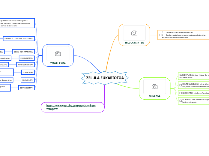 ZELULA EUKARIOTOA - Mind Map